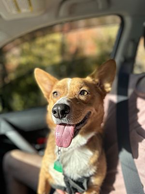 Salt Lake City, UT - Corgi/Australian Shepherd. Meet Willa a Pet for ...