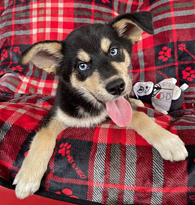 Memphis, TN - Husky. Meet Wheatley a Pet for Adoption - AdoptaPet.com