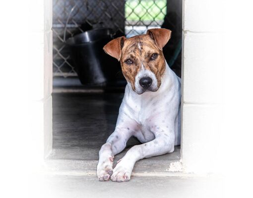 Leesburg, FL - Jack Russell Terrier/Hound (Unknown Type). Meet Jarvis a ...
