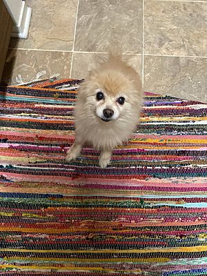 Fresno, CA - Pomeranian. Meet Bella a Pet for Adoption - AdoptaPet.com