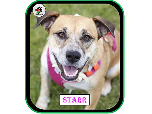 Regina, SK - American Pit Bull Terrier/Mixed Breed (Medium). Meet Starr ...