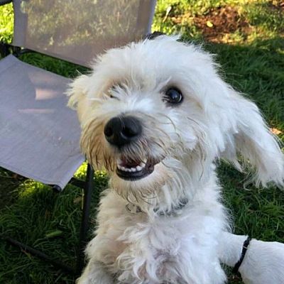 Long Beach, CA - Bichon Frise/Havanese. Meet Matthew a Pet for Adoption ...