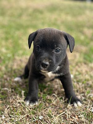 Taylors, SC - Beagle/Springer Spaniel. Meet Rhonda a Pet for Adoption ...