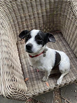 Santa Ana, CA - Jack Russell Terrier. Meet Dax a Pet for Adoption ...