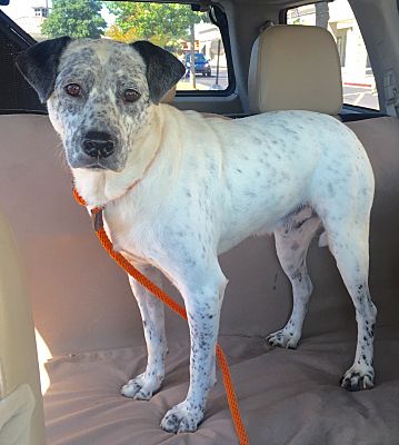 Ladson, SC - Dalmatian/Pointer. Meet Davis a Pet for Adoption ...
