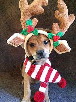 Southington, CT - Pug/Dachshund. Meet Deer a Pet for Adoption ...