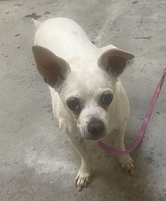 Spokane Valley, WA - Mixed Breed (Small). Meet Benny a Pet for Adoption ...