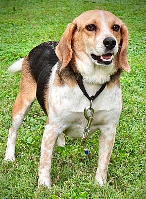 Charlotte, NC - Beagle. Meet LILLY a Pet for Adoption - AdoptaPet.com