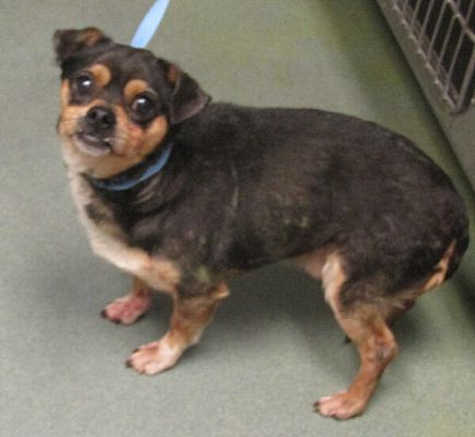 Raleigh, NC - Chihuahua/Pug. Meet Rodrigo a Pet for Adoption ...