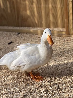 Houston, TX - Duck. Meet Donald a Pet for Adoption - AdoptaPet.com