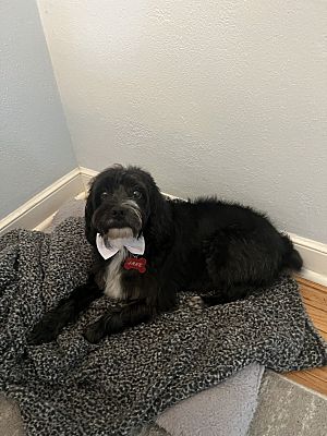 Byron, MN - Yorkie, Yorkshire Terrier/Cocker Spaniel. Meet Jake a Pet ...