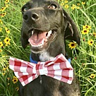 Weimaraner Puppies - Weimaraner Rescue and Adoption Near You