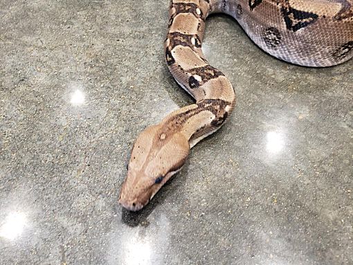 Vista, CA - Snake. Meet Blue a Pet for Adoption - AdoptaPet.com