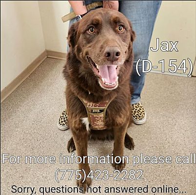 Fallon, NV - Labrador Retriever. Meet Jax a Pet for Adoption ...