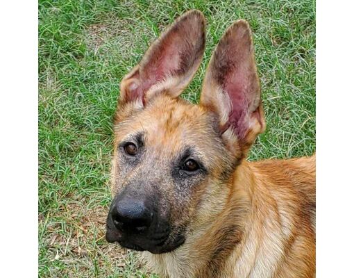 Wyethville, VA - German Shepherd Dog. Meet Koton DD a Pet for Adoption ...