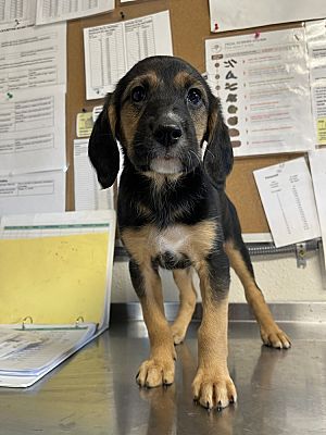 St. Louis, MO - English Setter/Border Collie. Meet Wembley a Pet for ...