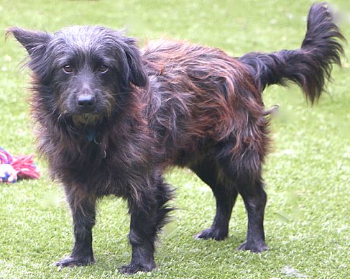 Mansfield, MA - Cairn Terrier. Meet Harvey a Pet for Adoption ...