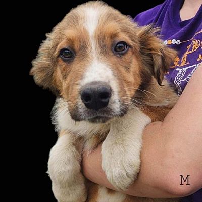 Wadena, MN - Great Pyrenees/Hound (Unknown Type). Meet Fritchie Marsh a ...