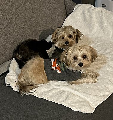 Portland, OR - Yorkie Poo. Meet Hannah a Pet for Adoption - AdoptaPet.com