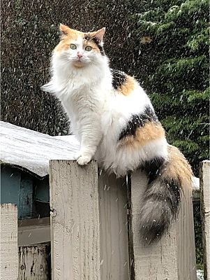 University Place, WA - Calico. Meet Tilly a Pet for Adoption ...