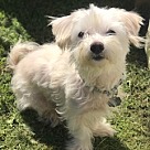 Maltere Puppies - Maltese Rescue and Adoption Near You