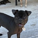 Pug Puppies - Pug Rescue and Adoption Near You