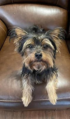 Atlanta, GA - Yorkie, Yorkshire Terrier. Meet Scout a Pet for Adoption ...
