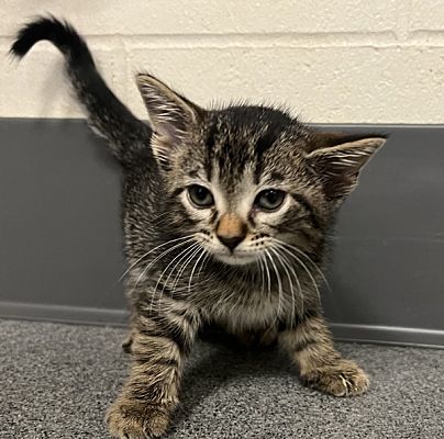 Sheboygan, WI - Domestic Shorthair. Meet Bearberry a Pet for Adoption ...