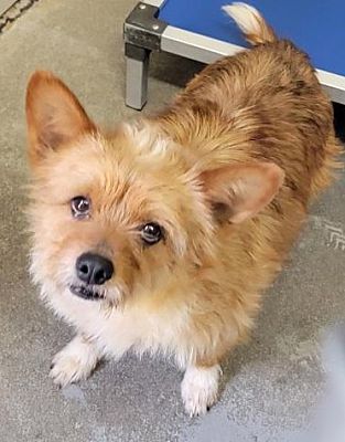 Sandston, VA - Corgi/Norwich Terrier. Meet Murphy a Pet for Adoption ...