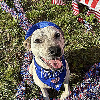 Philadelphia, PA - Boxer/Blue Heeler. Meet Gus a Pet for Adoption ...