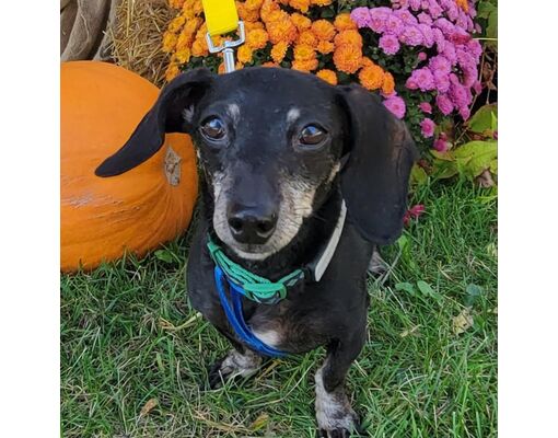 Rochester, MN - Miniature Dachshund. Meet Daisy a Pet for Adoption ...