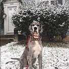 Great Dane Puppies - Great Dane Rescue and Adoption Near You