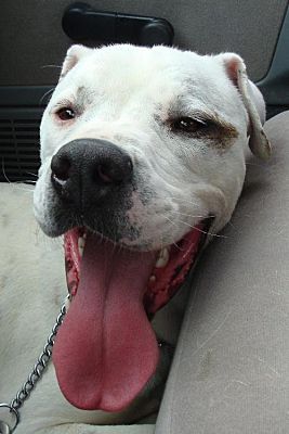 Grapevine, TX - Dogo Argentino/Boxer. Meet Diego a Pet for Adoption ...
