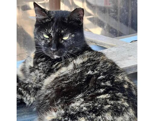 Rochester, NY - Domestic Mediumhair. Meet Beatrix JG a Pet for Adoption ...