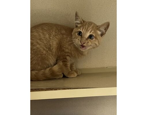 Durango, CO - Domestic Shorthair/Domestic Mediumhair. Meet Greener ...