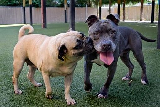 Bonney Lake, WA - Pug/American Staffordshire Terrier. Meet Puggles ...