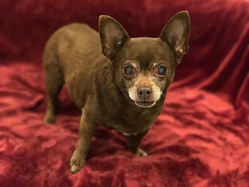 Simi Valley, CA - Chihuahua. Meet Coco a Pet for Adoption - AdoptaPet.com