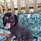 Cocker Spaniel Puppies - Rescue and Adoption Near You