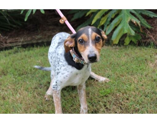 Brunswick, GA - Pointer/Mixed Breed (Medium). Meet Blanca a Pet for ...