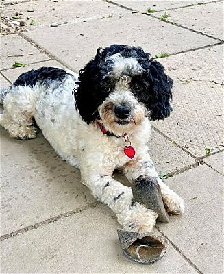 Buffalo, NY - Cockapoo. Meet Domino a Pet for Adoption - AdoptaPet.com