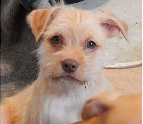 Mead, CO - Pug/Norfolk Terrier. Meet Christoff a Pet for Adoption ...