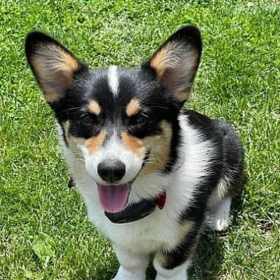 Hopedale, IL - Corgi. Meet Murphy a Pet for Adoption - AdoptaPet.com