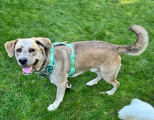 Gig Harbor, WA - Labrador Retriever/Mixed Breed (Large). Meet Scooby a ...