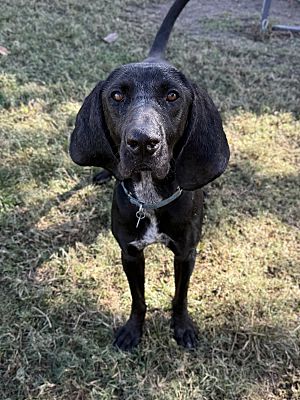 Walterboro, SC - German Shorthaired Pointer/Bluetick Coonhound. Meet ...