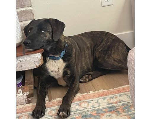 Kanab, UT - Plott Hound/Mixed Breed (Medium). Meet Twinkle Toes a Pet ...