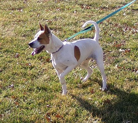 Cameron, MO - Cattle Dog/Pointer. Meet Franny a Pet for Adoption ...