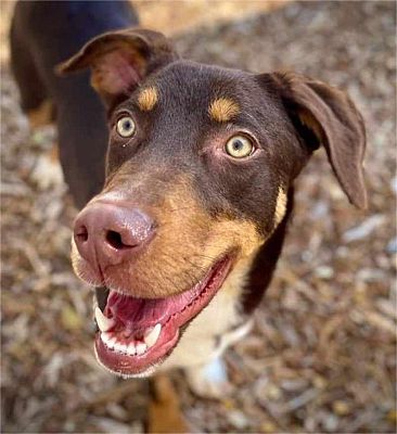 St. Louis, MO - German Shorthaired Pointer/Australian Shepherd. Meet ...