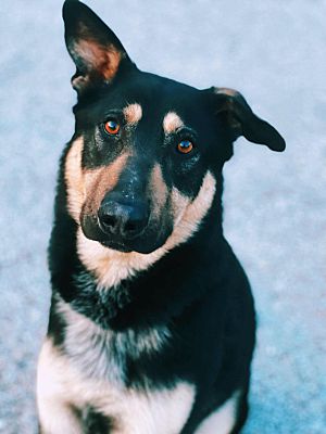 Marion, IN - German Shepherd Dog. Meet potion a Pet for Adoption ...