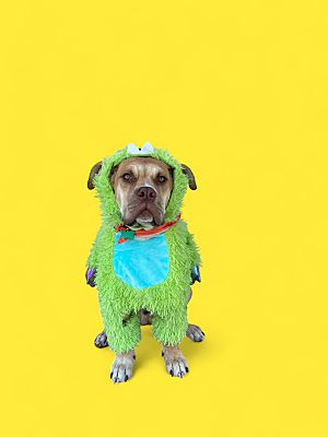 Redondo Beach, CA - Boxer/Mastiff. Meet Mason-ADOPT Me! a Pet for ...