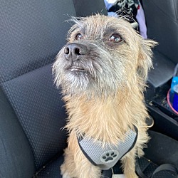 Sunnyvale, CA - Cairn Terrier/Border Terrier. Meet Rolo a Pet for ...